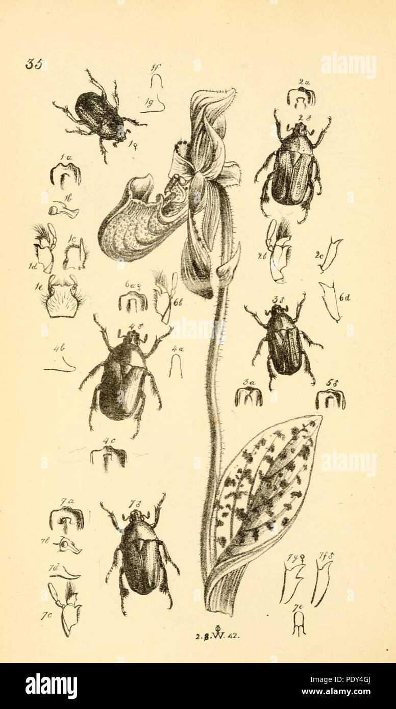 Arcana entomologica, or, Illustrations of new, rare, and interesting ...