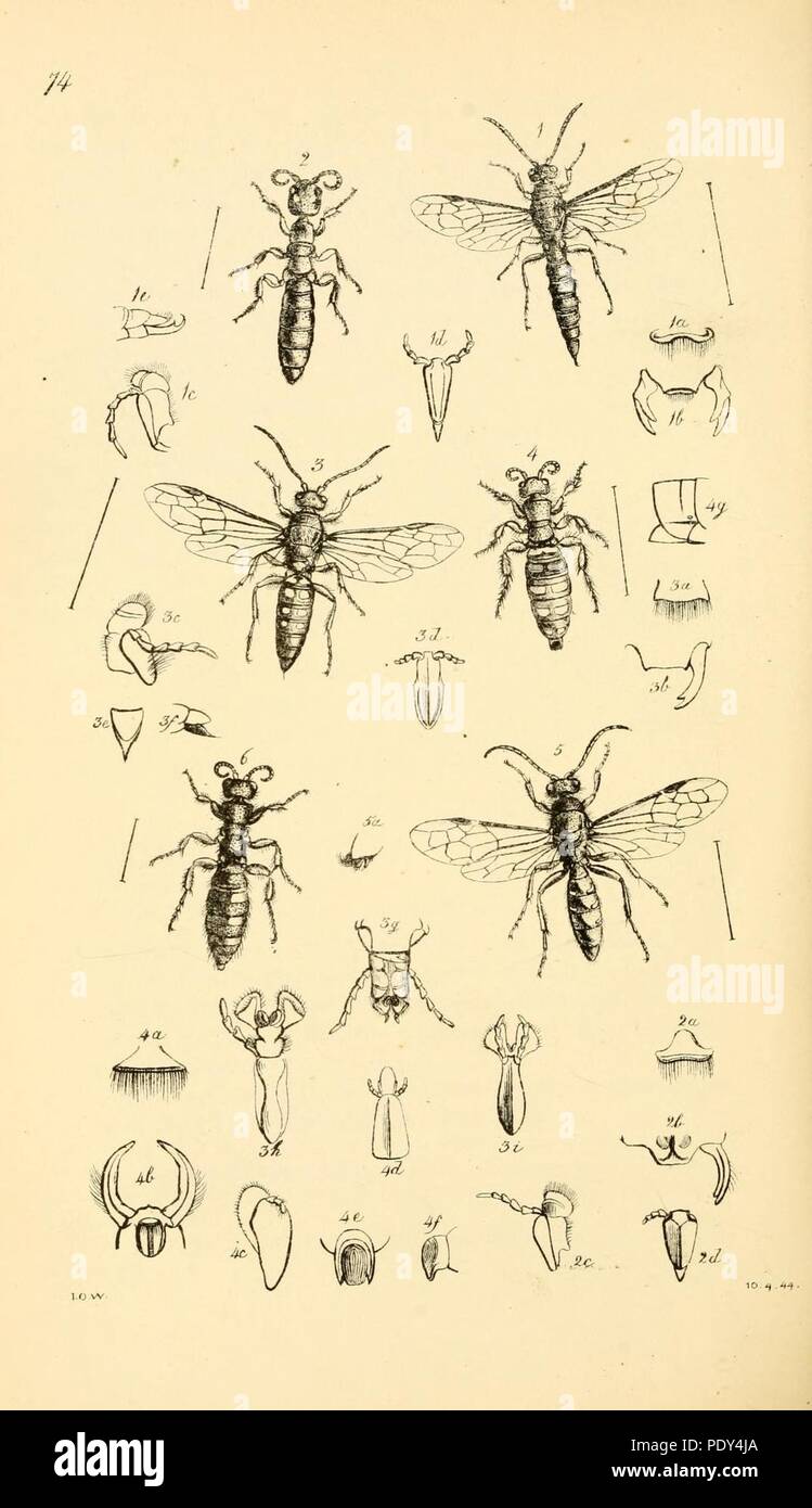 Arcana entomologica, or, Illustrations of new, rare, and interesting ...