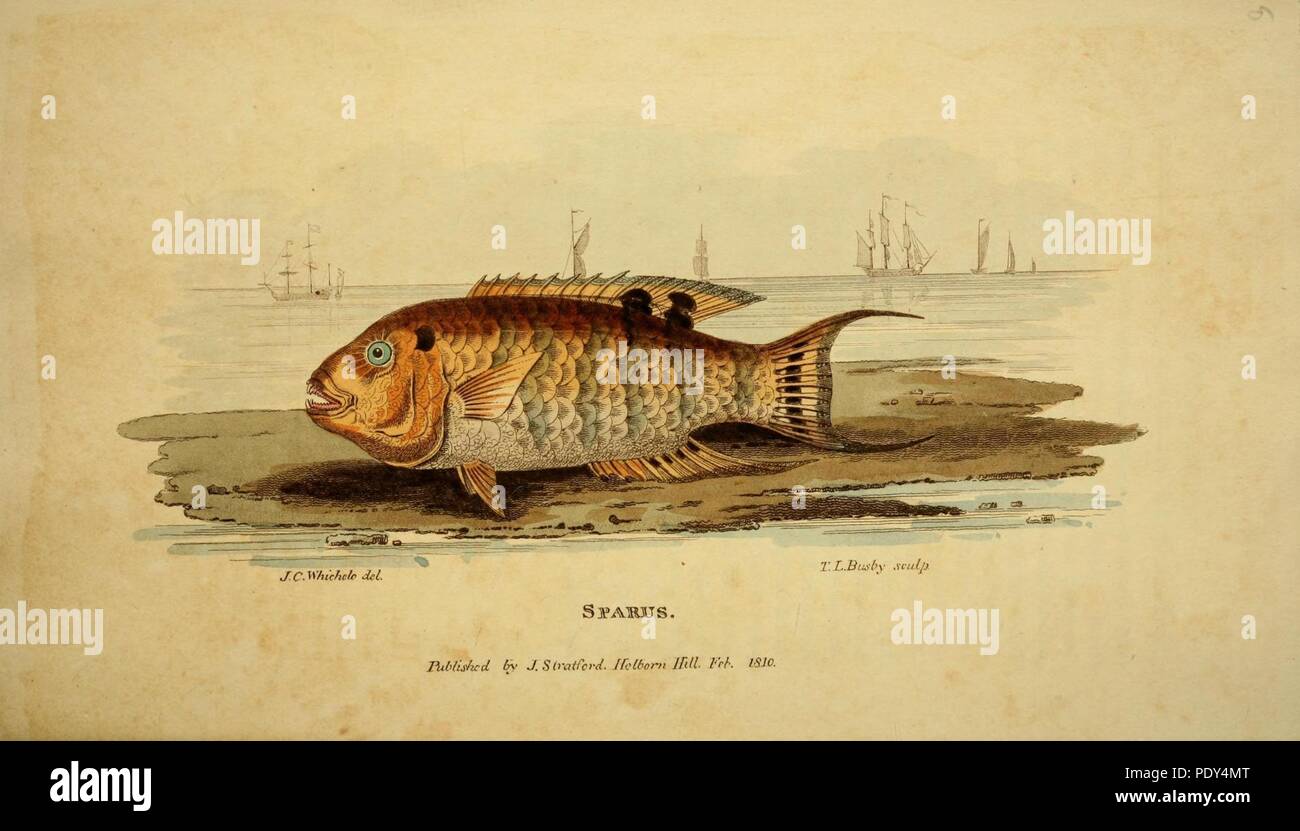 Arcana, or, (Pl. 8 Stock Photo - Alamy