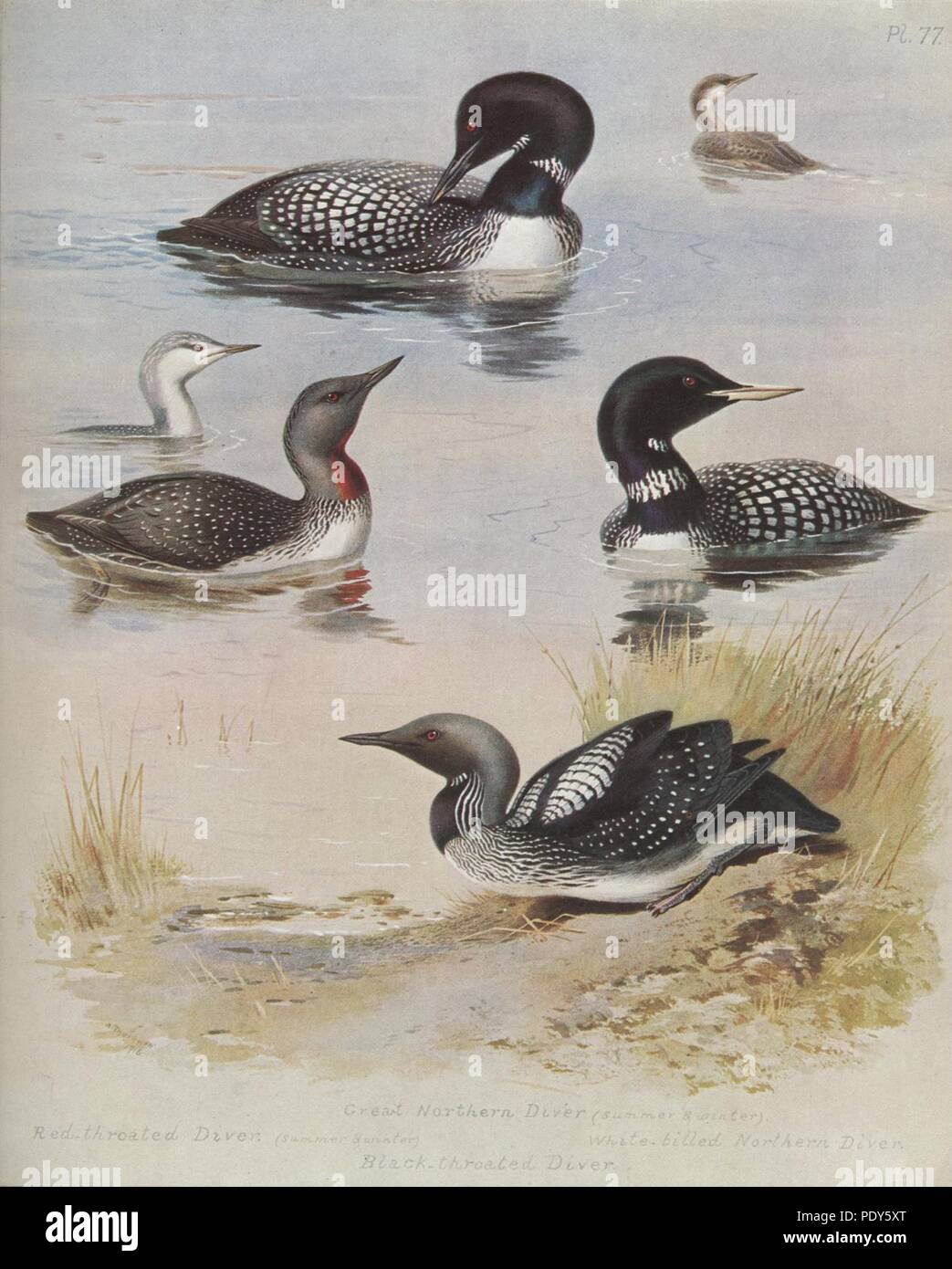 Archibald thorburn artwork hi-res stock photography and images - Alamy