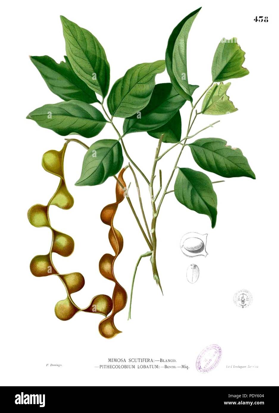 Archidendron hi-res stock photography and images - Alamy