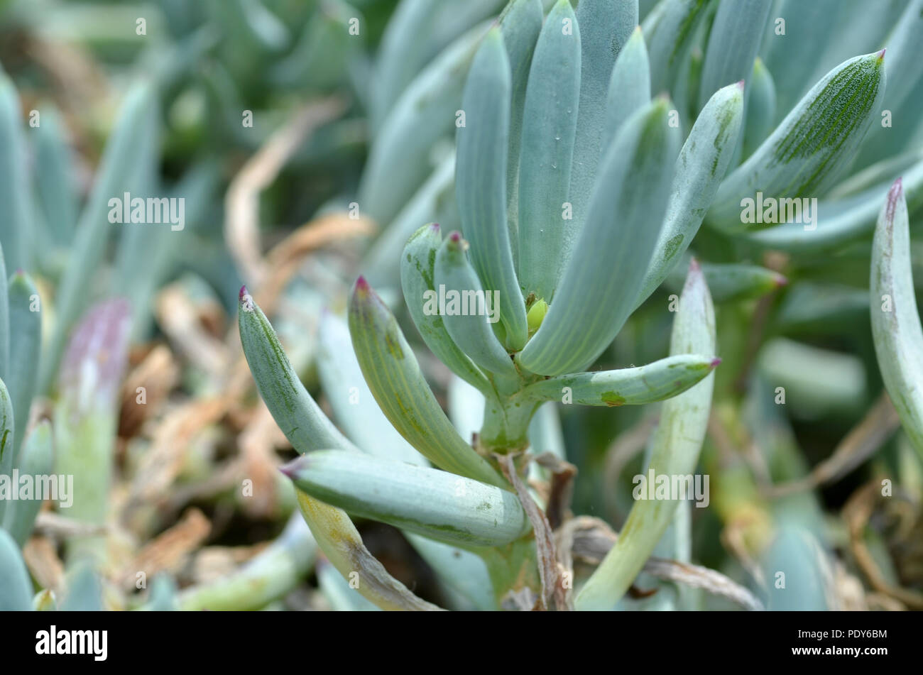 Blue Chalk Sticks is a very attractive, easy care spreading succulent ...
