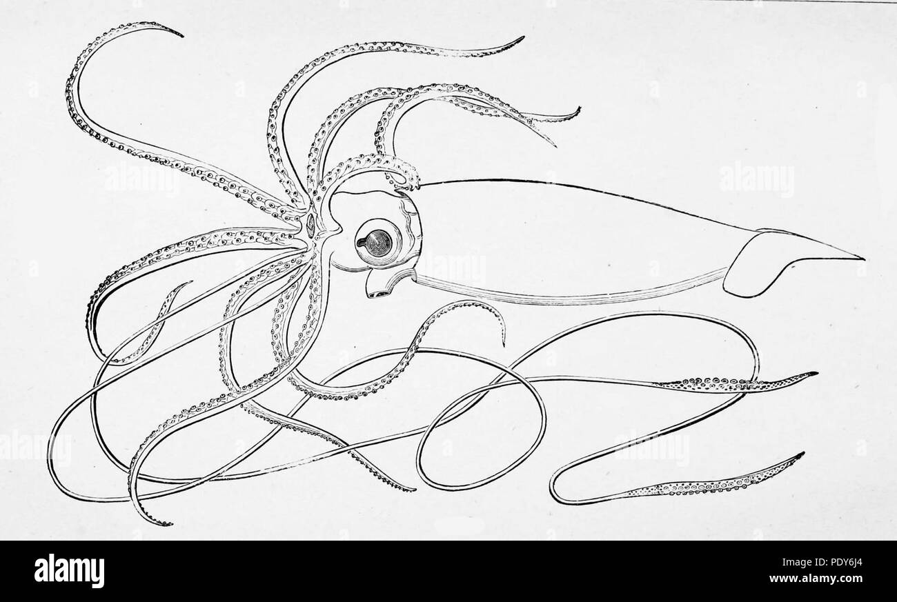 Architeuthis dux Emery Verrill Stock Photo - Alamy