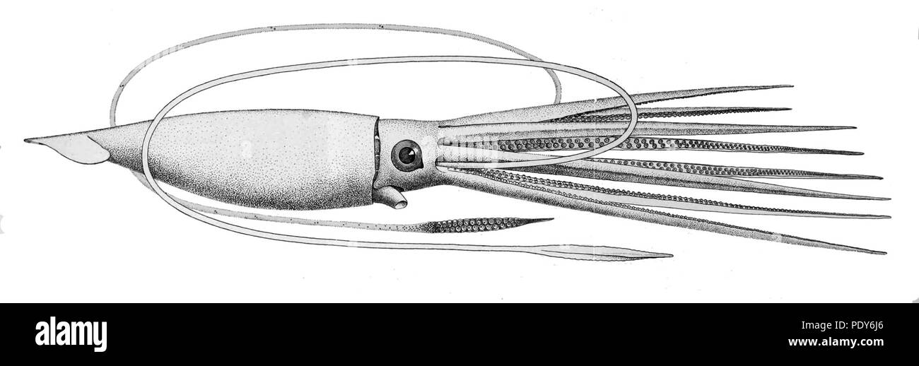 Architeuthis hi-res stock photography and images - Alamy