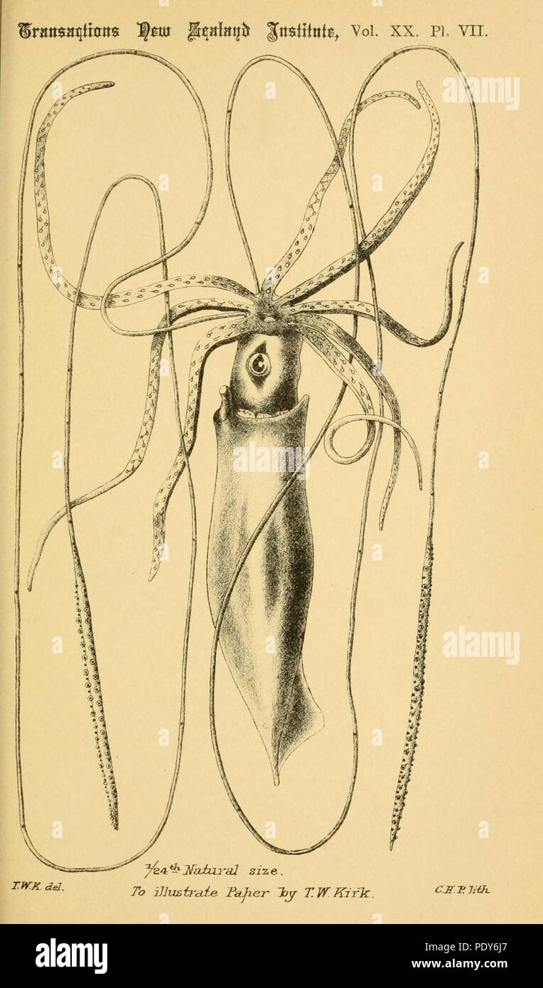 Architeuthis hi-res stock photography and images - Alamy