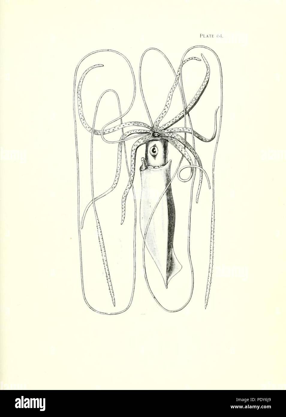 Architeuthis hi-res stock photography and images - Alamy