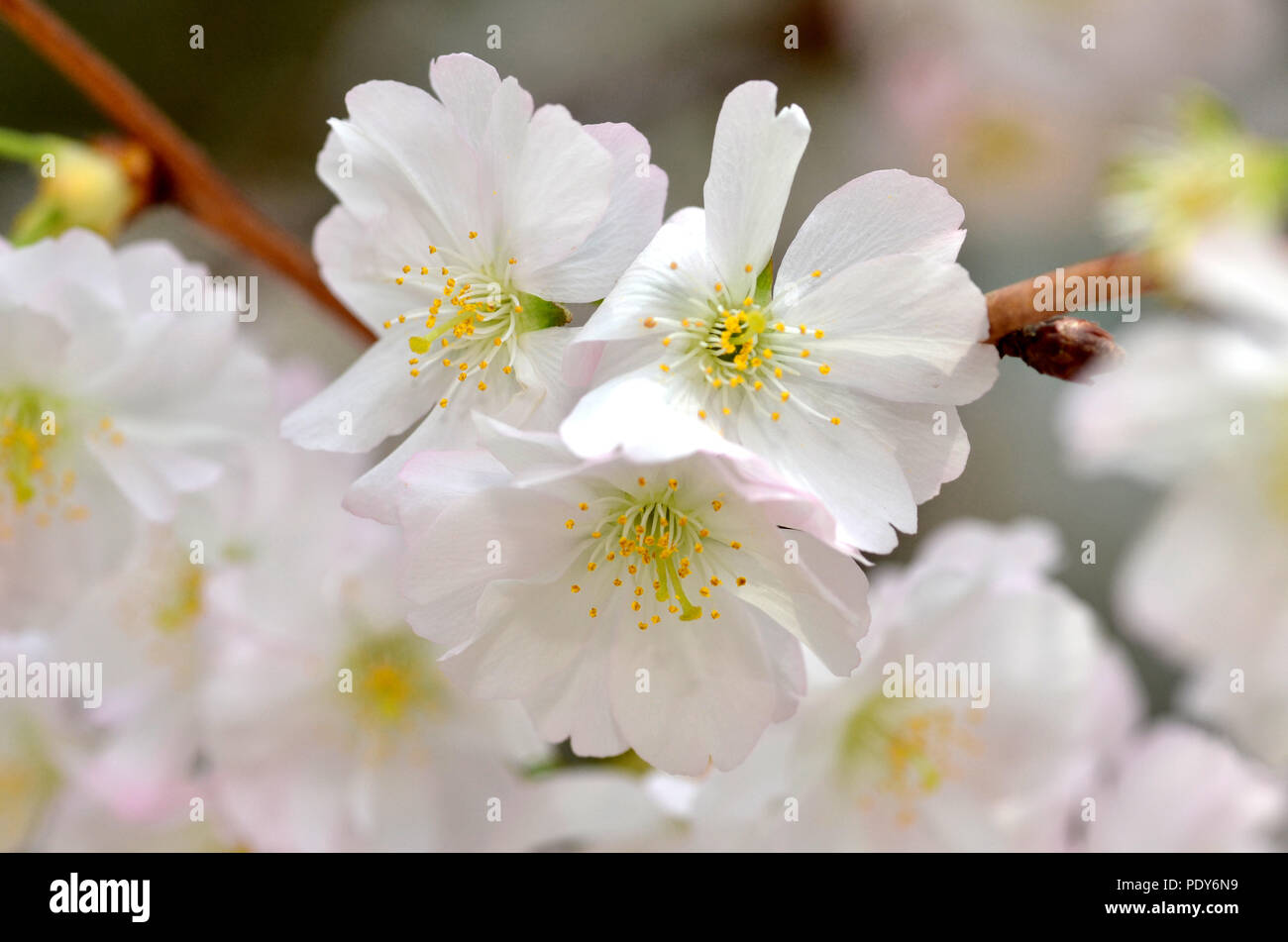 Spring flowers series, Beautiful Cherry blossom Stock Photo - Alamy