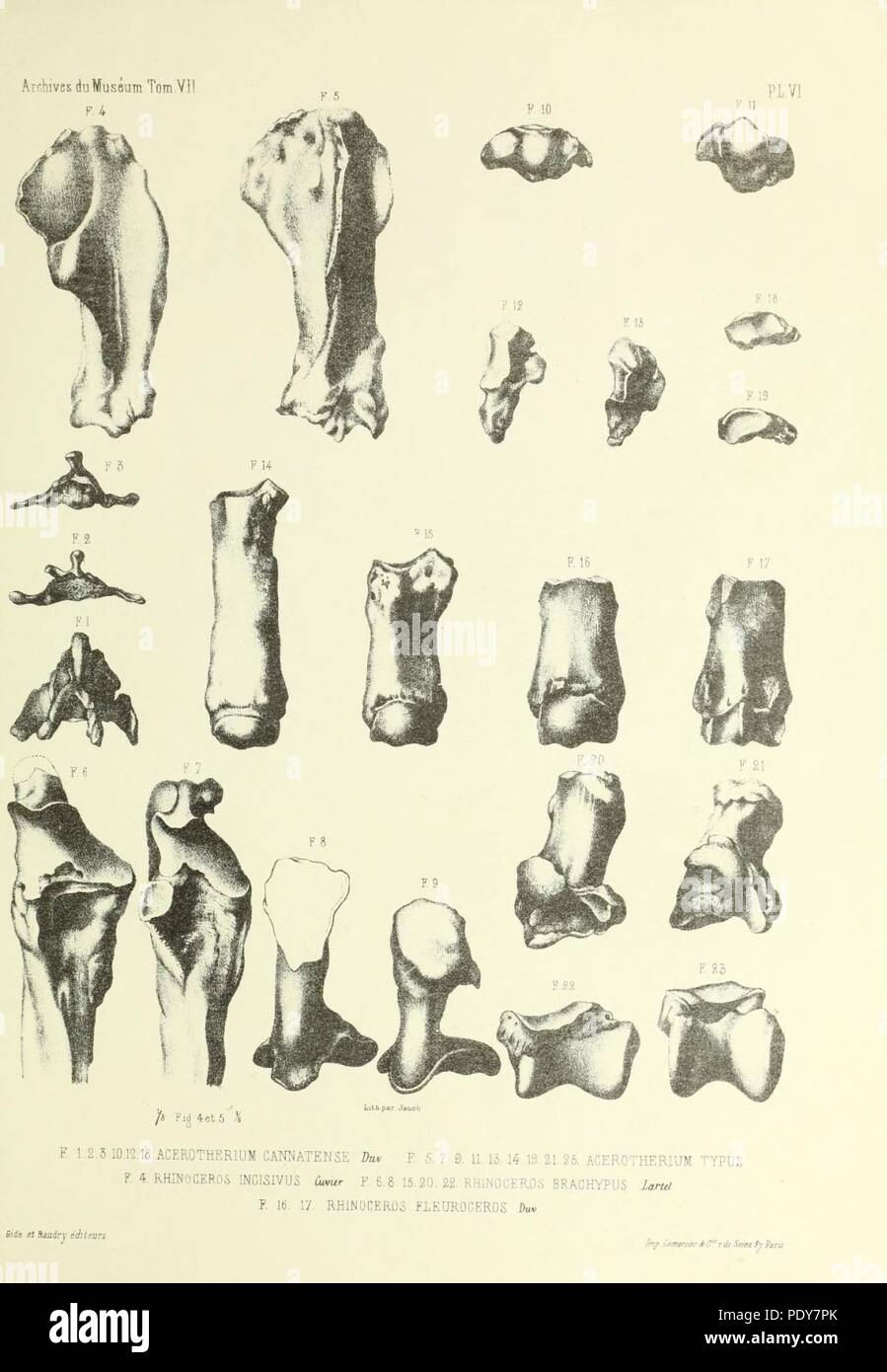 Archives du Muséum d'Histoire Naturelle, Paris Stock Photo - Alamy