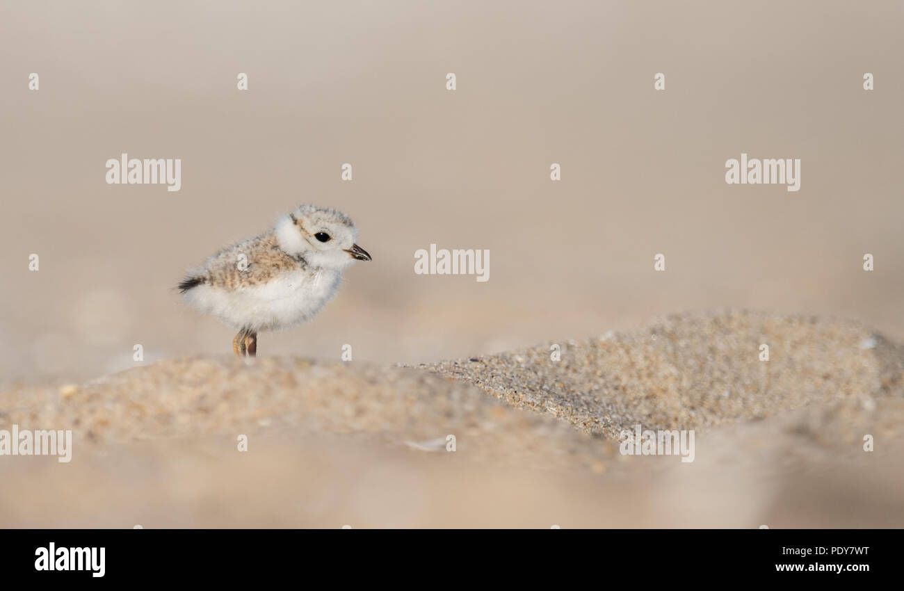Piping Plover Fly High Resolution Stock Photography and Images - Alamy