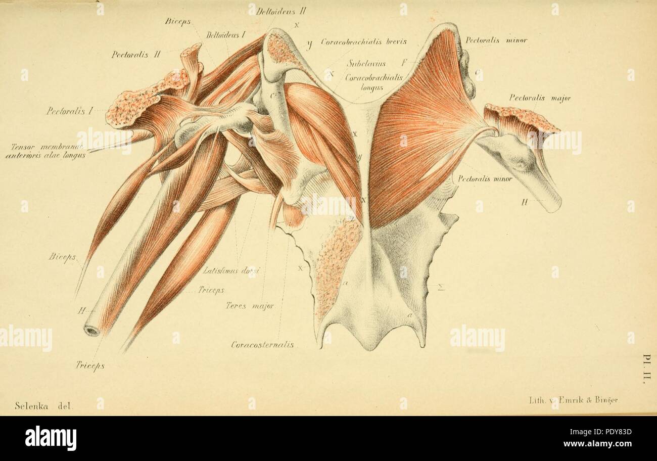Archives néerlandaises des sciences exactes et naturelles Stock Photo ... Archives néerlandaises des sciences exactes et naturelles Stock Photo ...