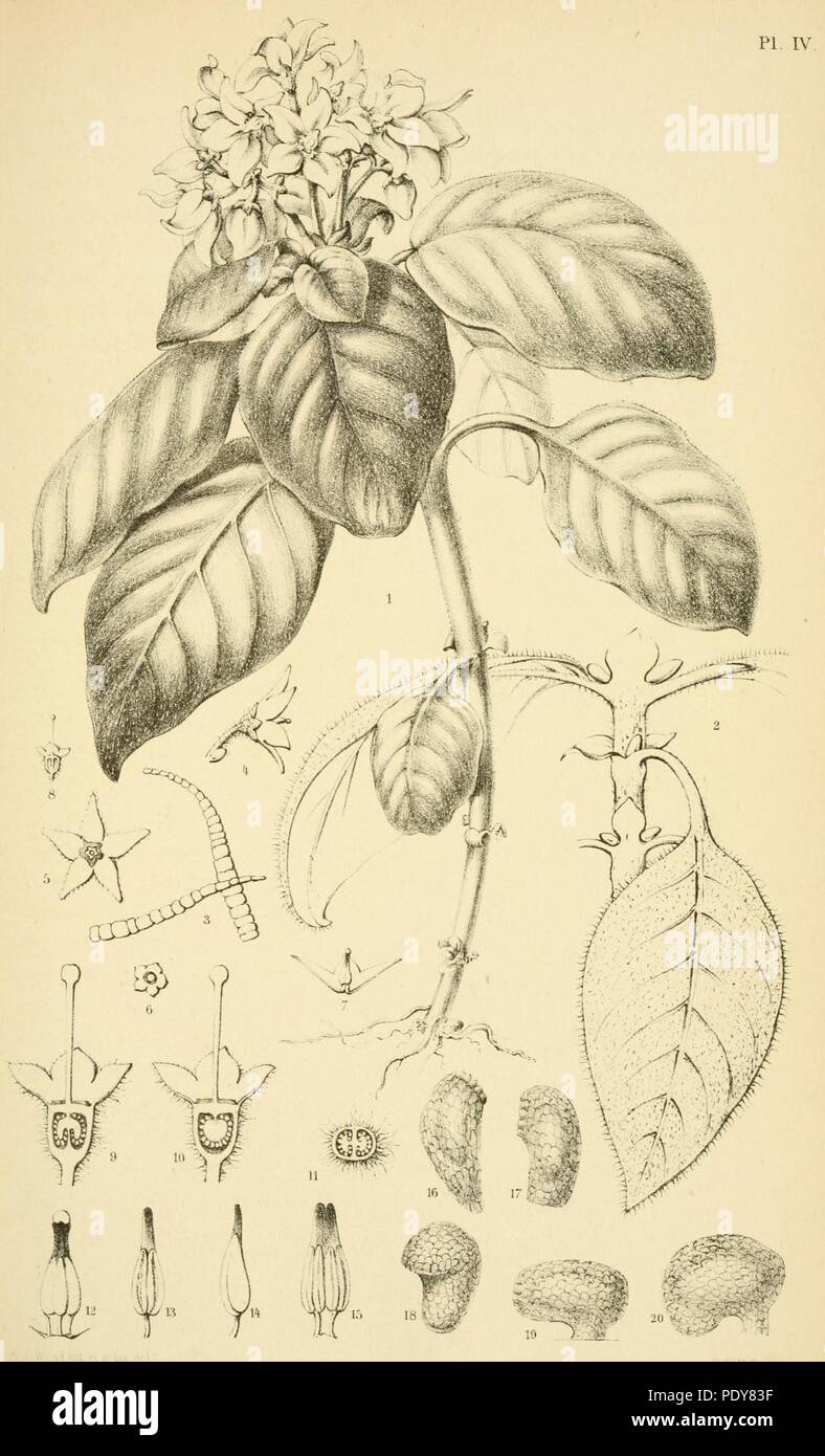 Archives néerlandaises des sciences exactes et naturelles Stock Photo ... Archives néerlandaises des sciences exactes et naturelles Stock Photo ...