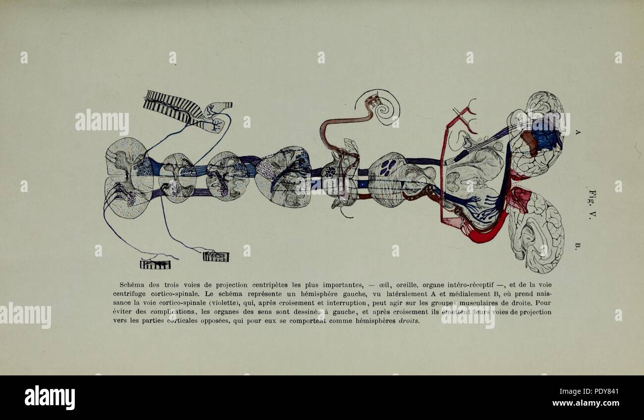 Archives néerlandaises des sciences exactes et naturelles Stock Photo ... Archives néerlandaises des sciences exactes et naturelles Stock Photo ...