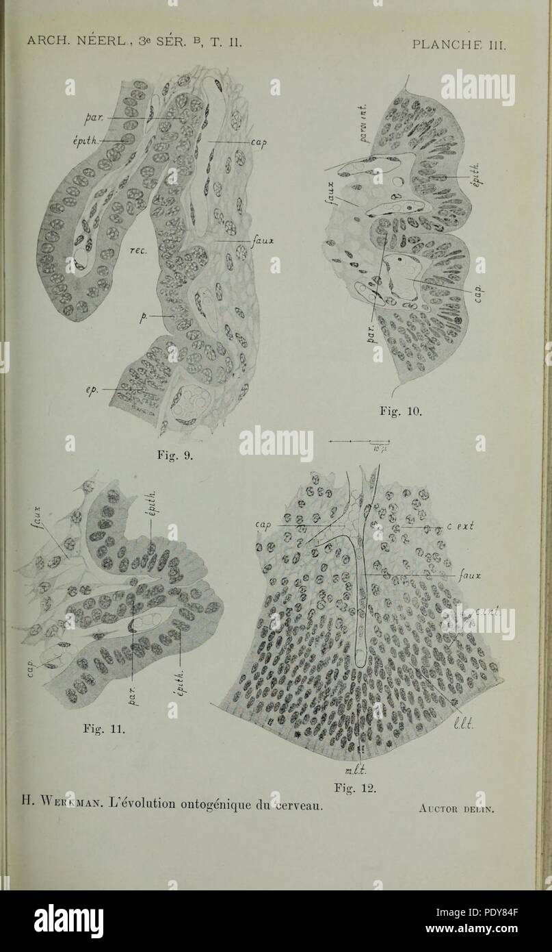 Archives néerlandaises des sciences exactes et naturelles Stock Photo ... Archives néerlandaises des sciences exactes et naturelles Stock Photo ...