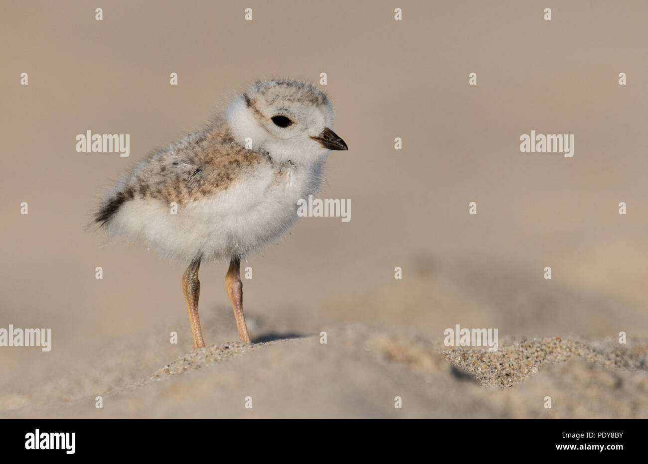 Piping Plover Chicks Adults Stock Photo - Alamy
