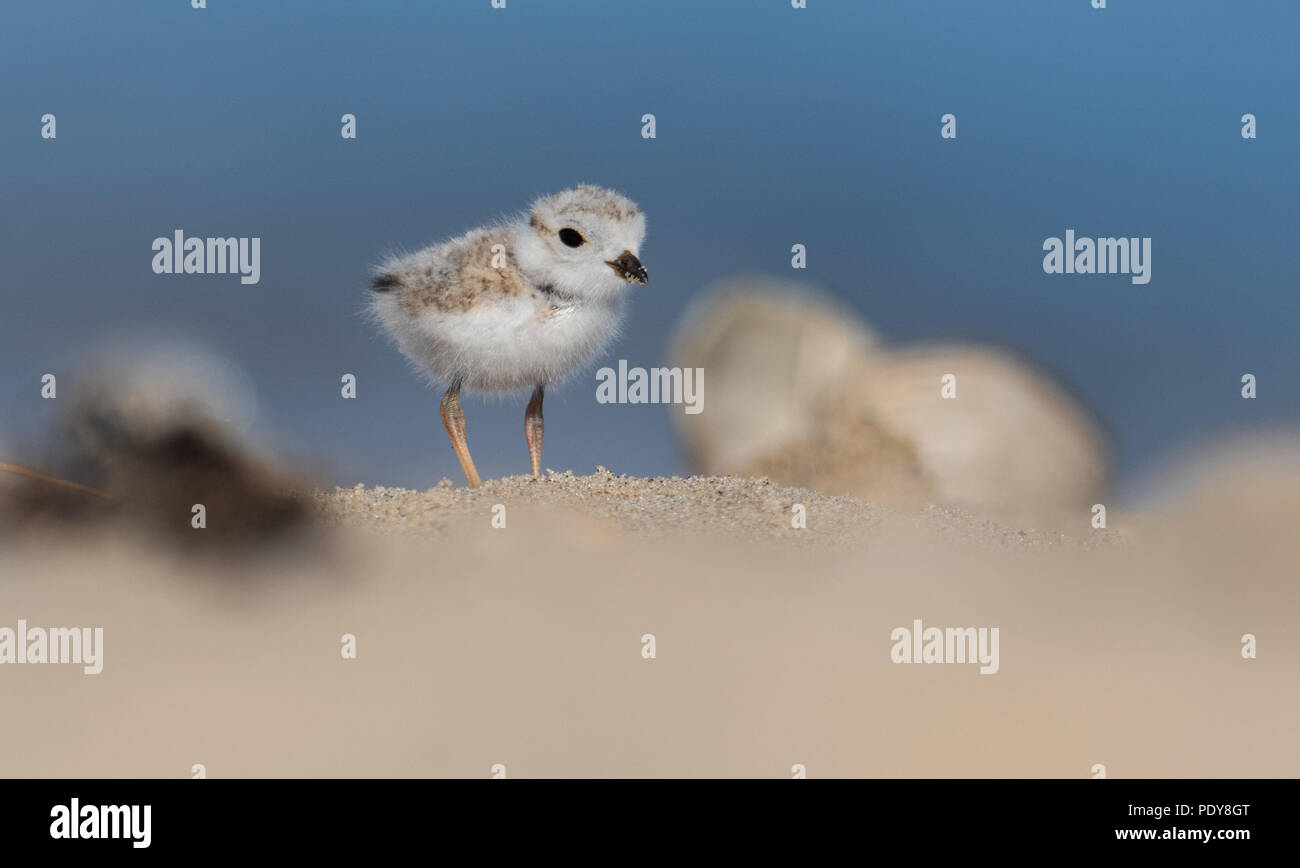 Piping plover fly hi-res stock photography and images - Alamy