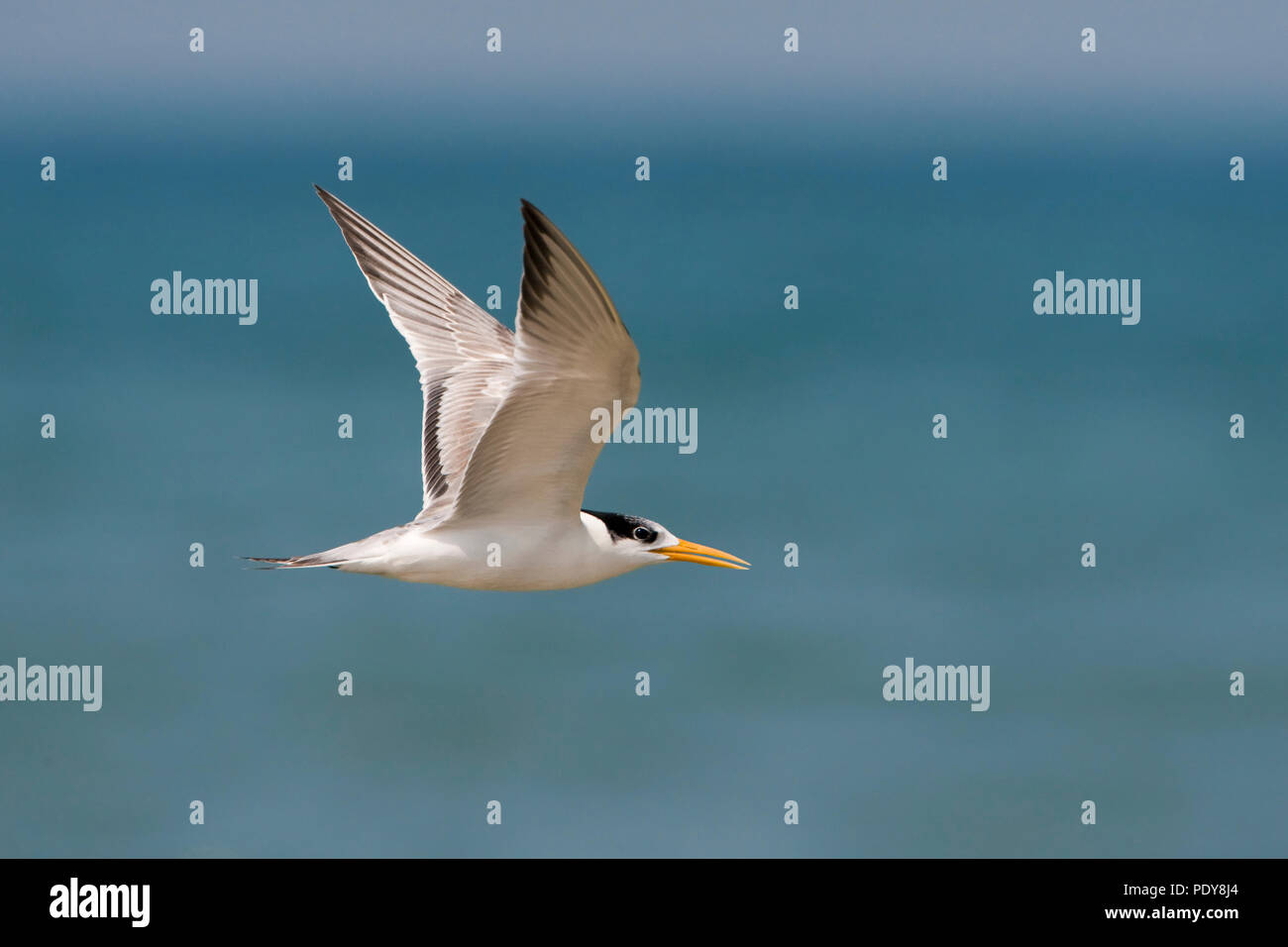 Eye Level Photography