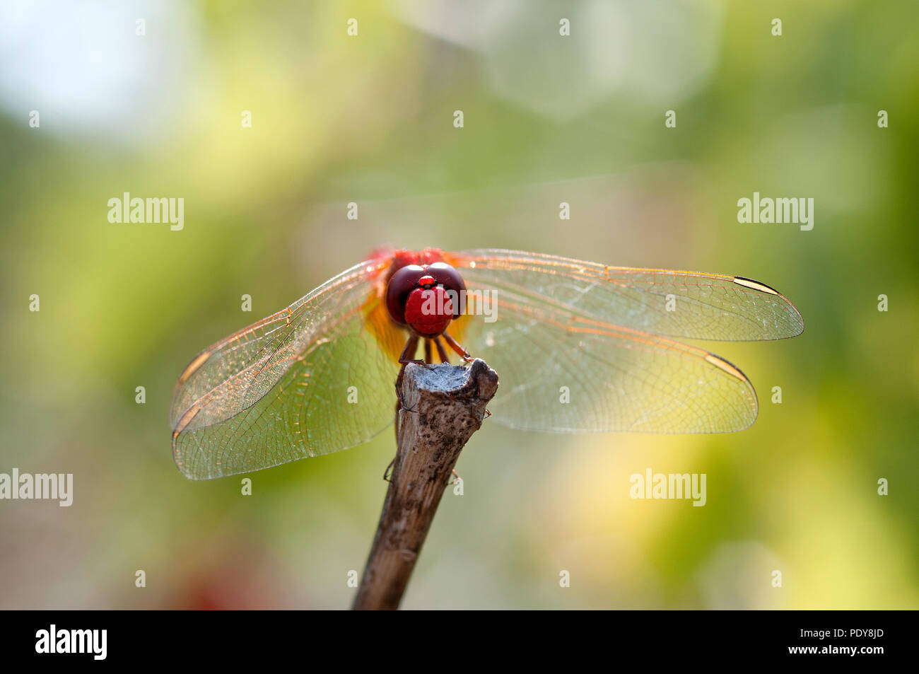 Libellule rouge hi-res stock photography and images - Alamy