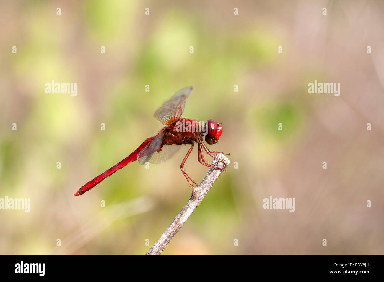 Libellule rouge hi-res stock photography and images - Alamy