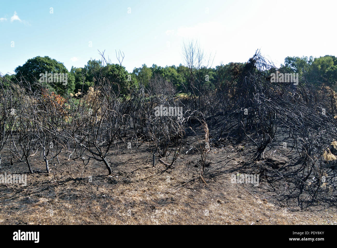 Uk heatwave 2018 wildlife hi-res stock photography and images - Alamy