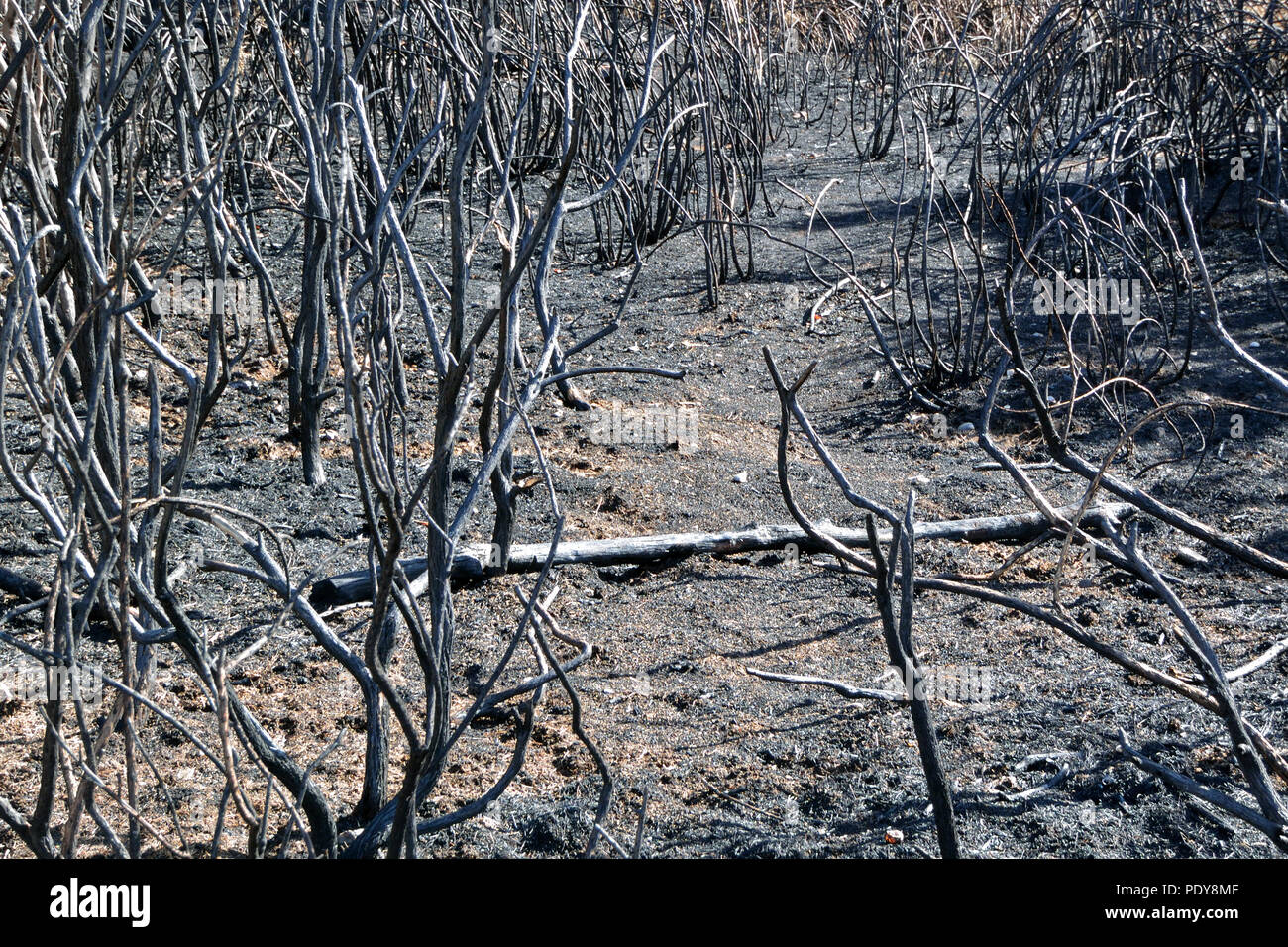 Uk heatwave 2018 wildlife hi-res stock photography and images - Alamy