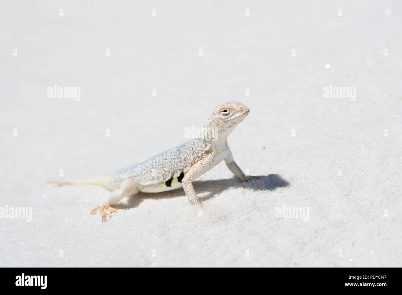 Bleached Earless Lizard, (Holbrookia maculata ruthveni), White Sands ...