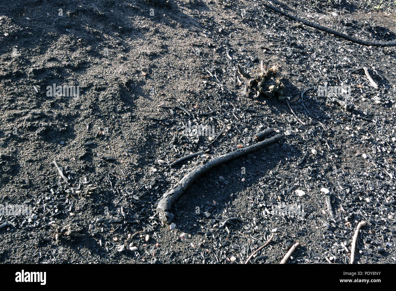 Uk heatwave 2018 wildlife hi-res stock photography and images - Alamy