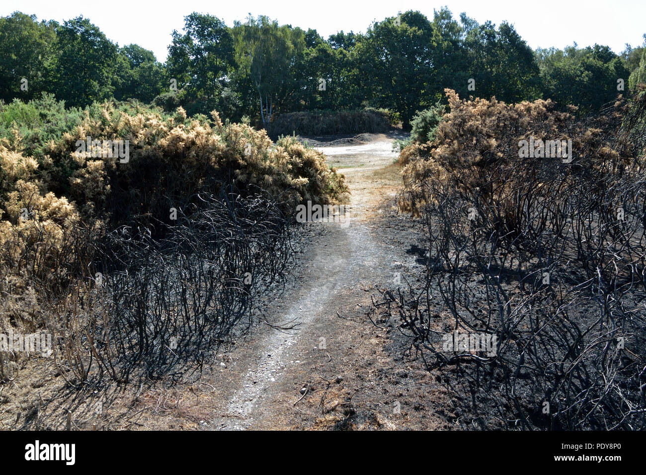 Uk heatwave 2018 wildlife hi-res stock photography and images - Alamy