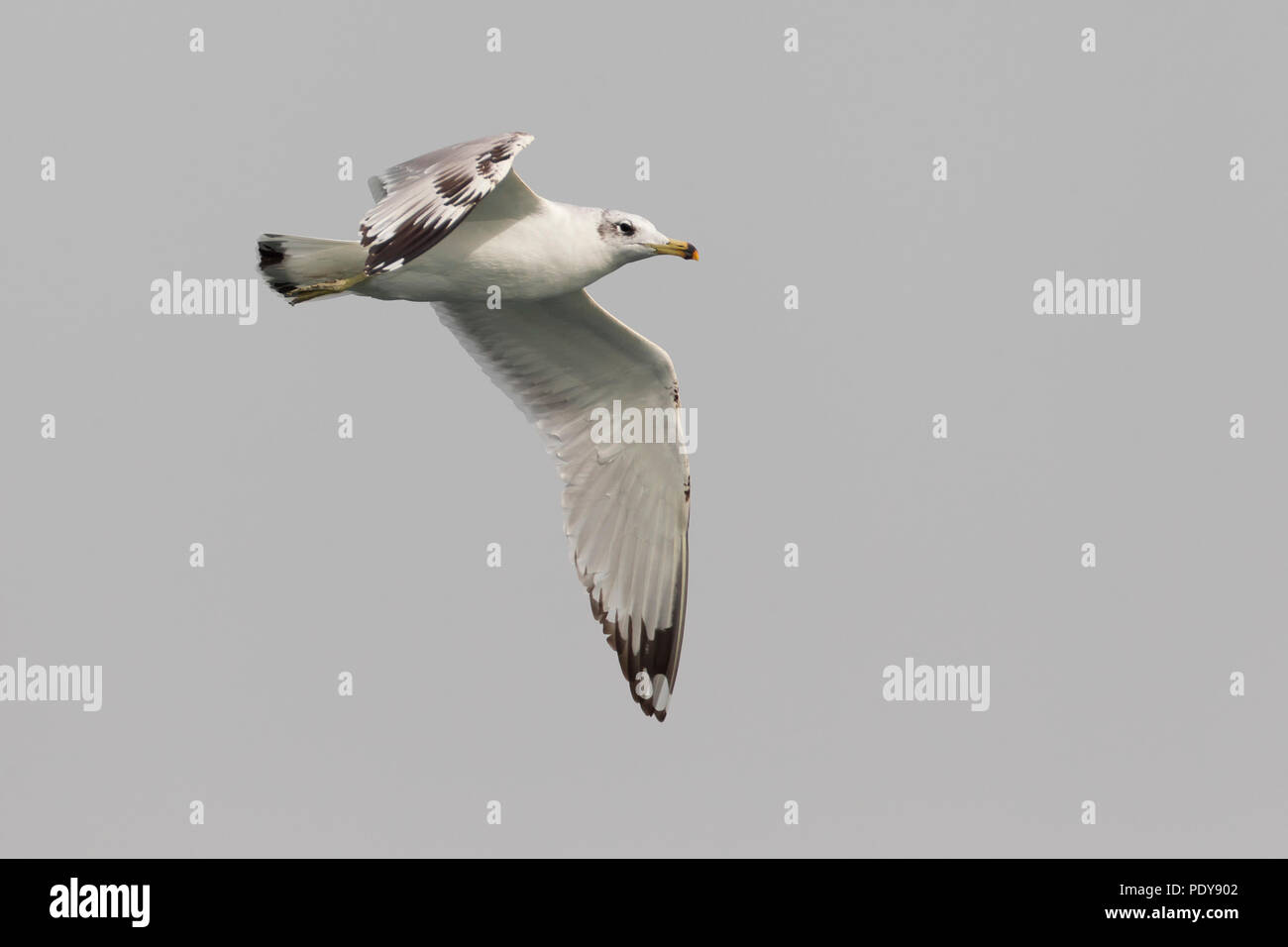 Flying Great Black-headed Gull (Ichthyaetus ichthyaetus Stock Photo - Alamy
