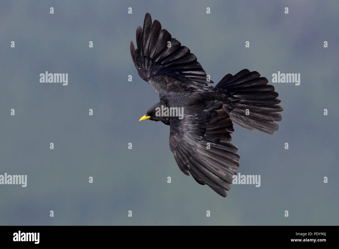 Flying Alpine Chough (Pyrrhocorax graculus Stock Photo - Alamy