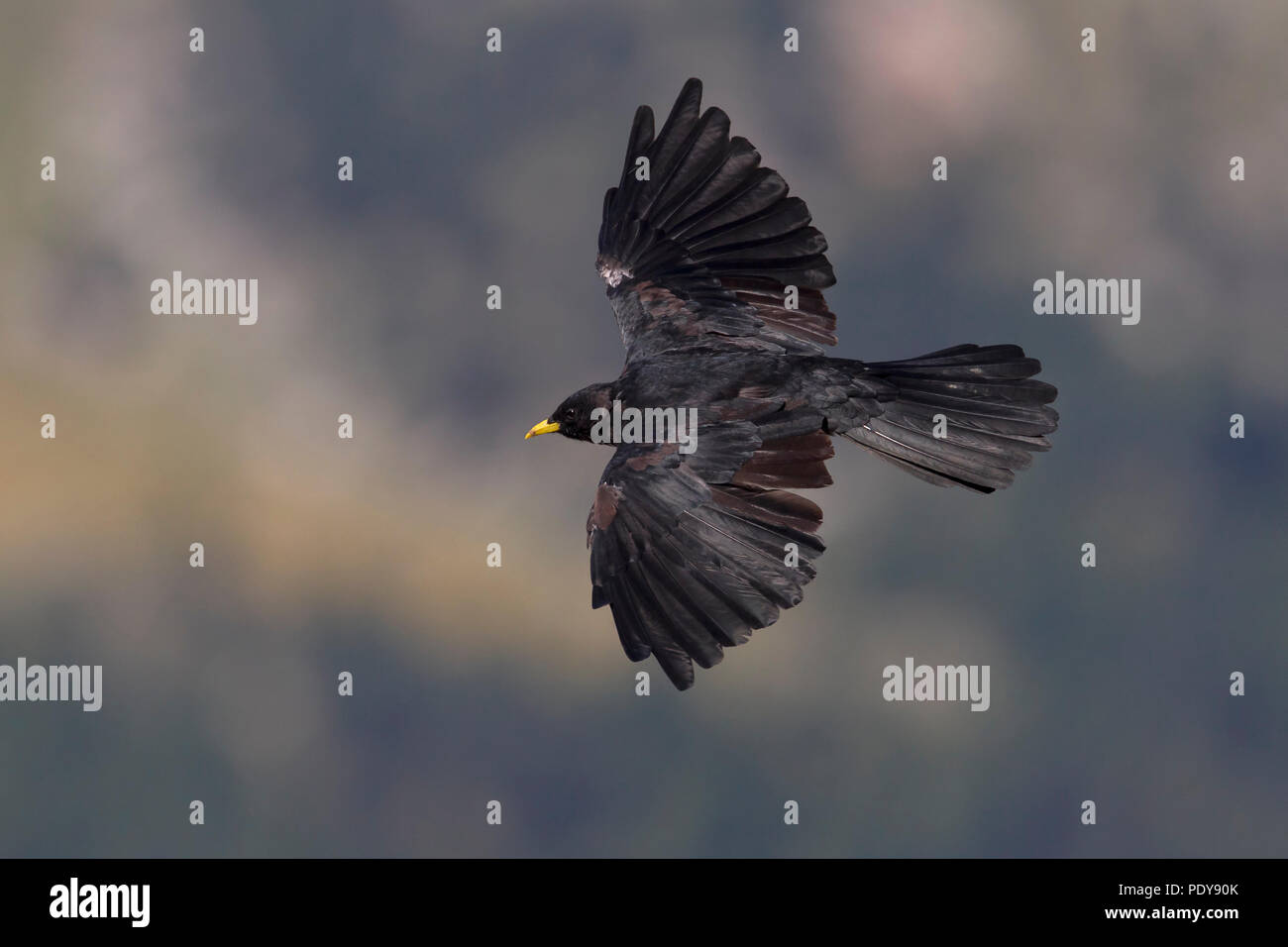 Alpine chough hi-res stock photography and images - Alamy