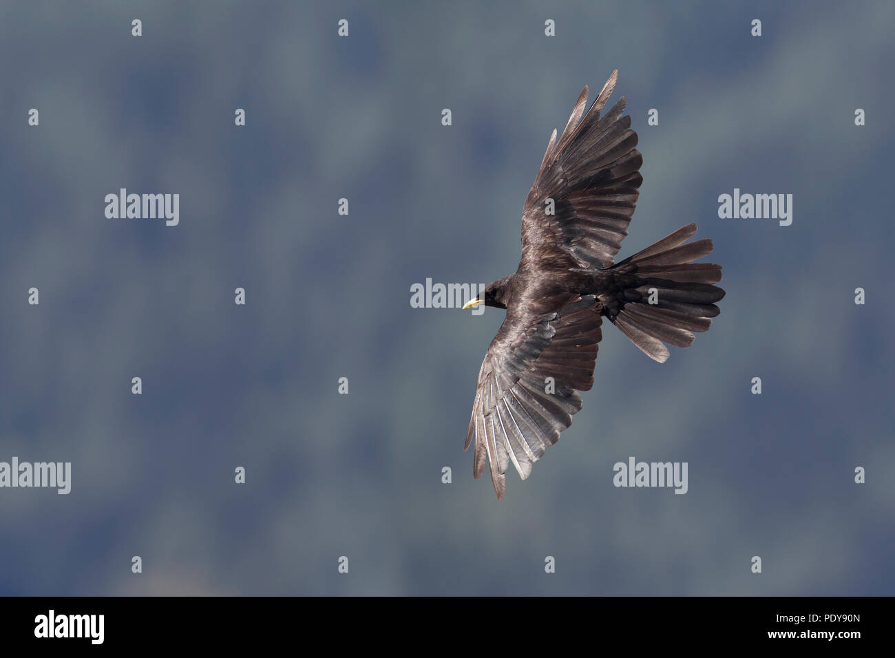Flying Alpine Chough (Pyrrhocorax graculus Stock Photo - Alamy
