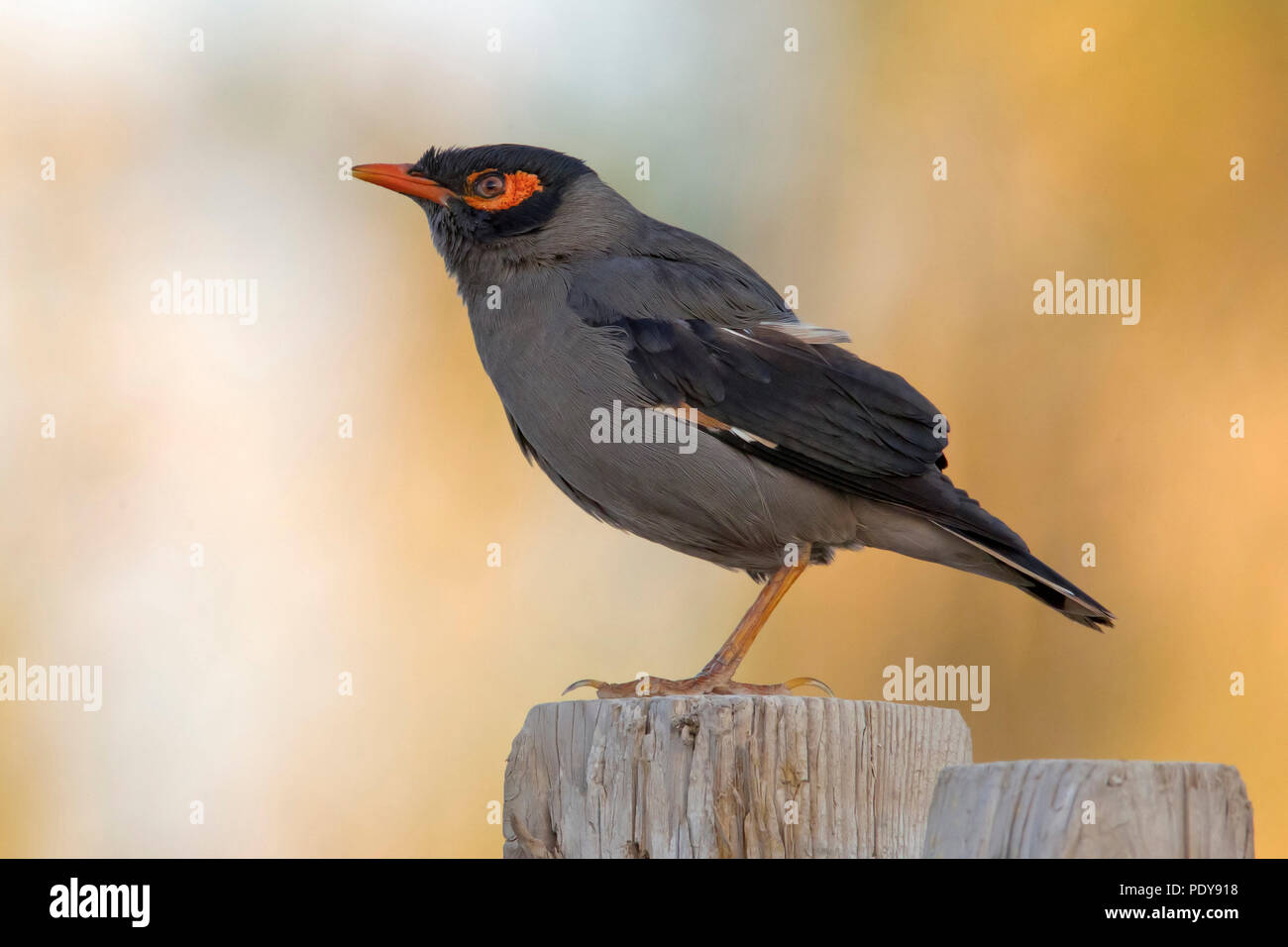 Bank Myna; Acridotheres ginginianus Stock Photo - Alamy