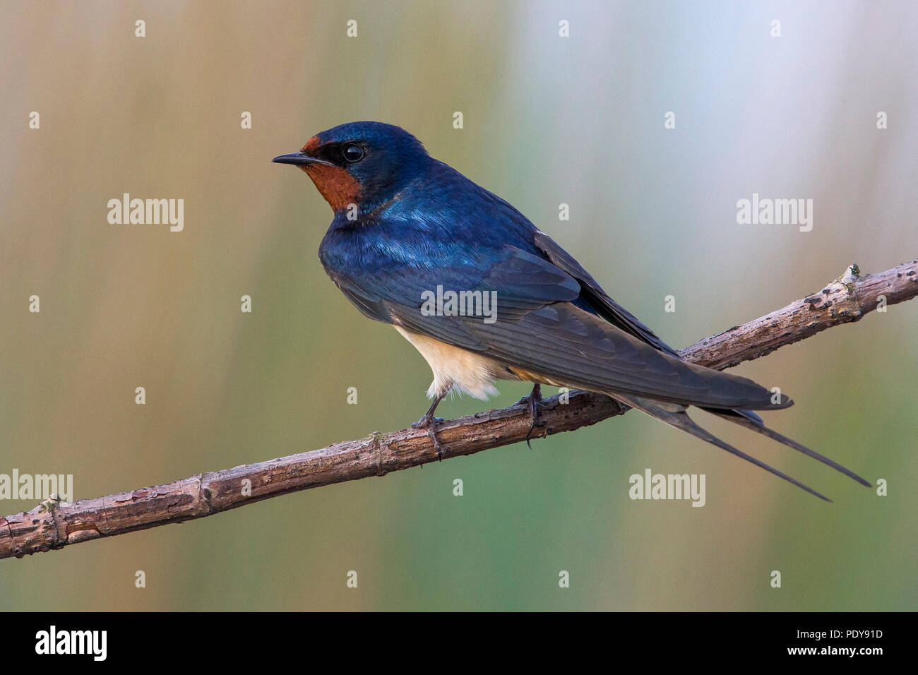Barn Swallow (Hirundo rustica) on a branch Stock Photo - Alamy