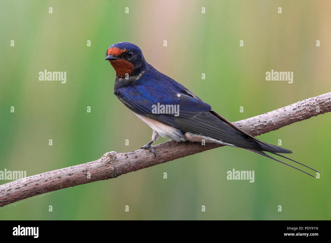 Barn Swallow (Hirundo rustica) on a branch Stock Photo - Alamy