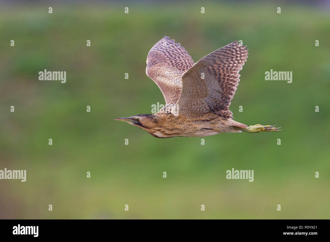 Bittern bird flying hi-res stock photography and images - Alamy