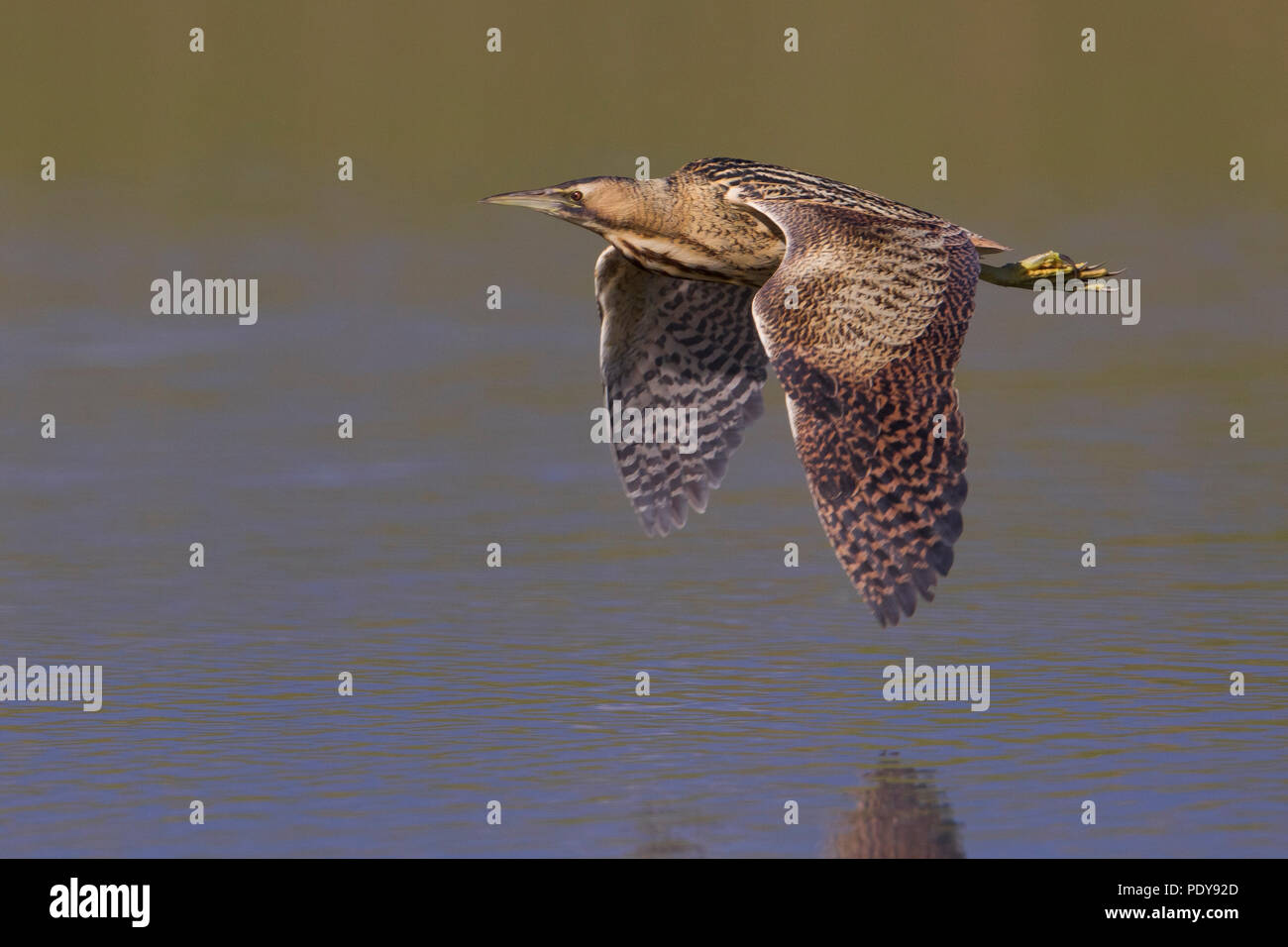 Bittern bird flying hi-res stock photography and images - Alamy