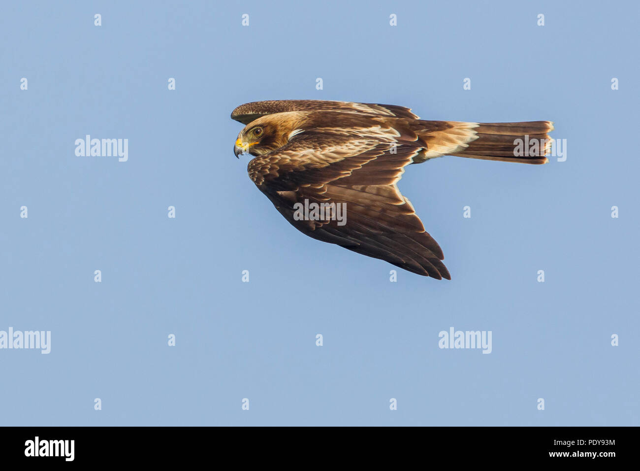 Flying Booted Eagle (Aquila pennata Stock Photo - Alamy