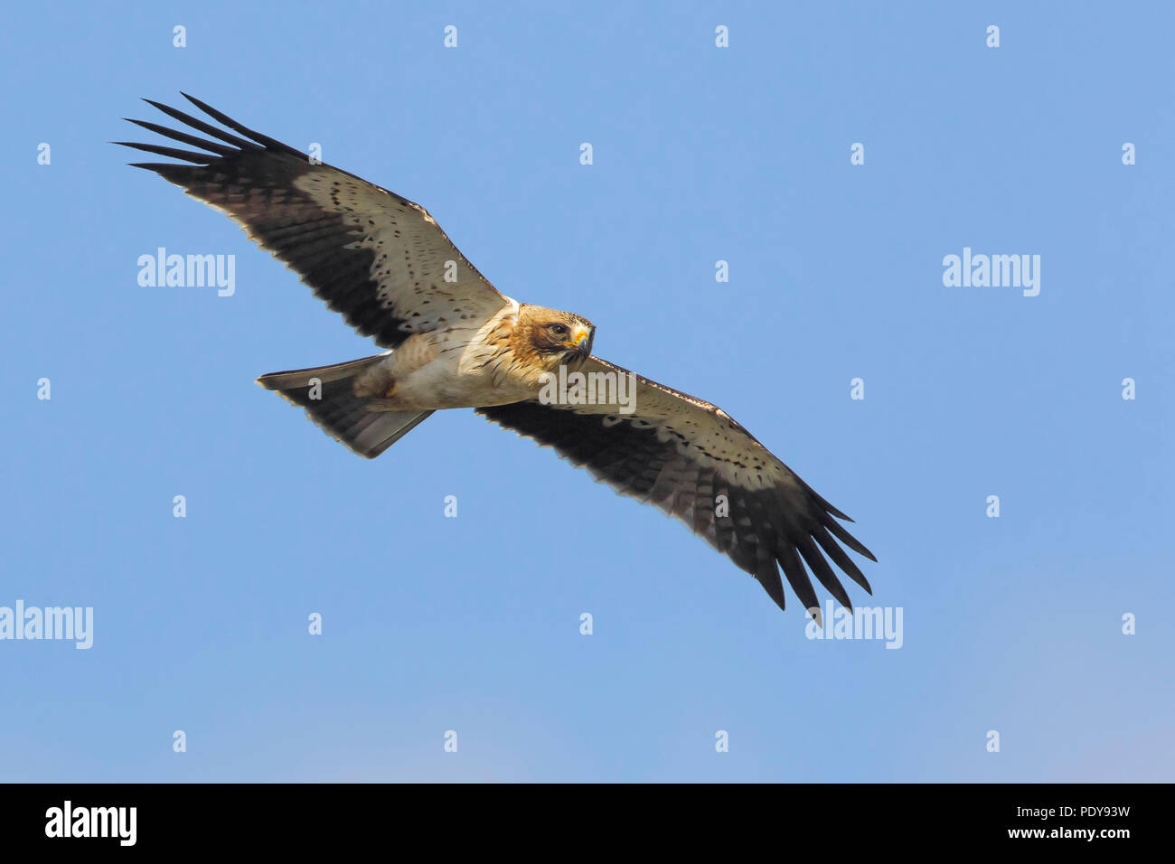 Booted Eagle Hieraaetus Pennatus High Resolution Stock Photography and ...