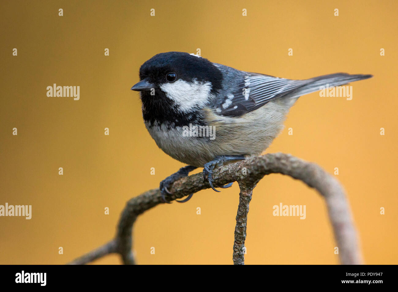 Coal Tit; Periparus ater Stock Photo - Alamy