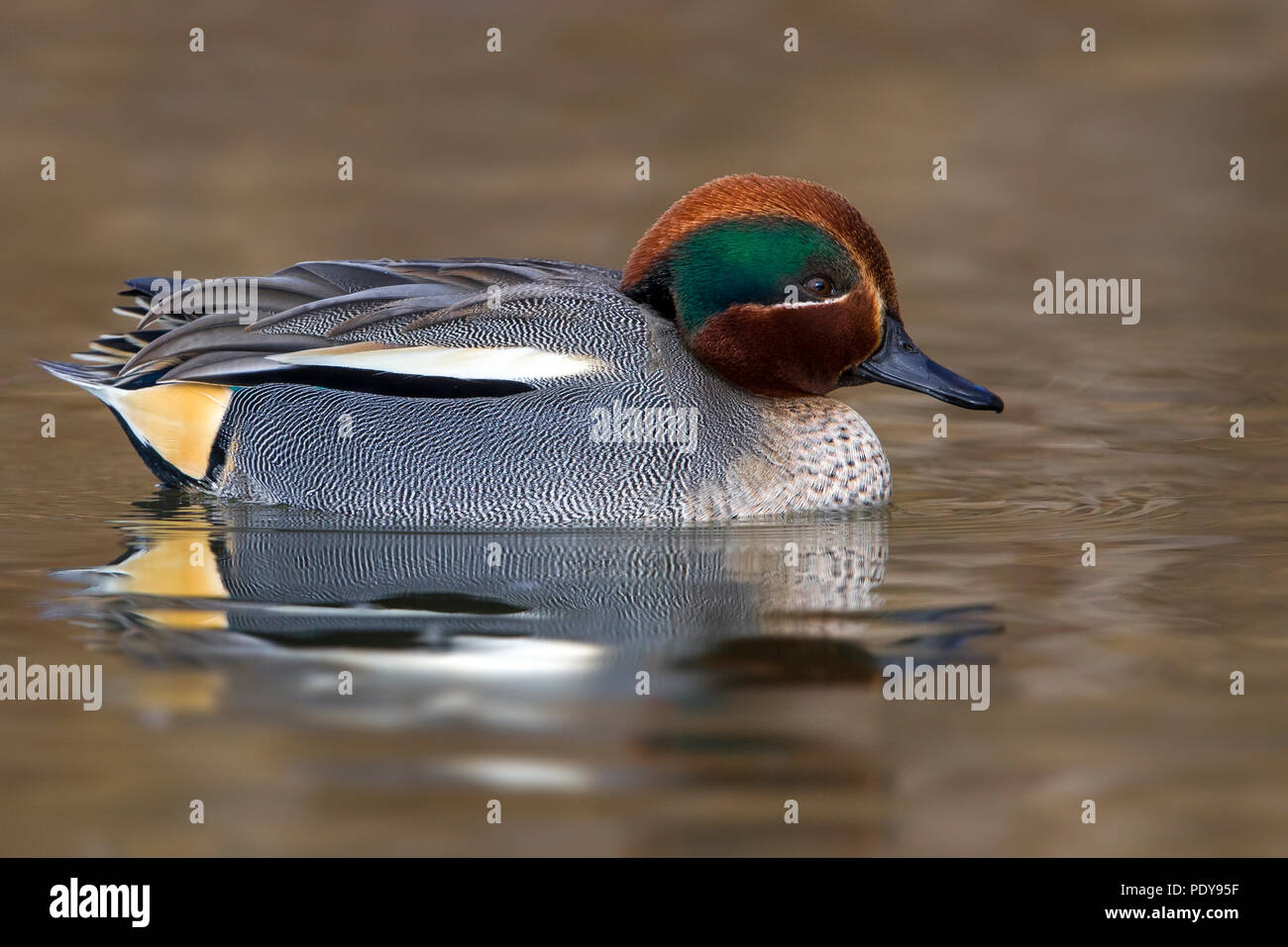 Eurasian common teal hi-res stock photography and images - Alamy