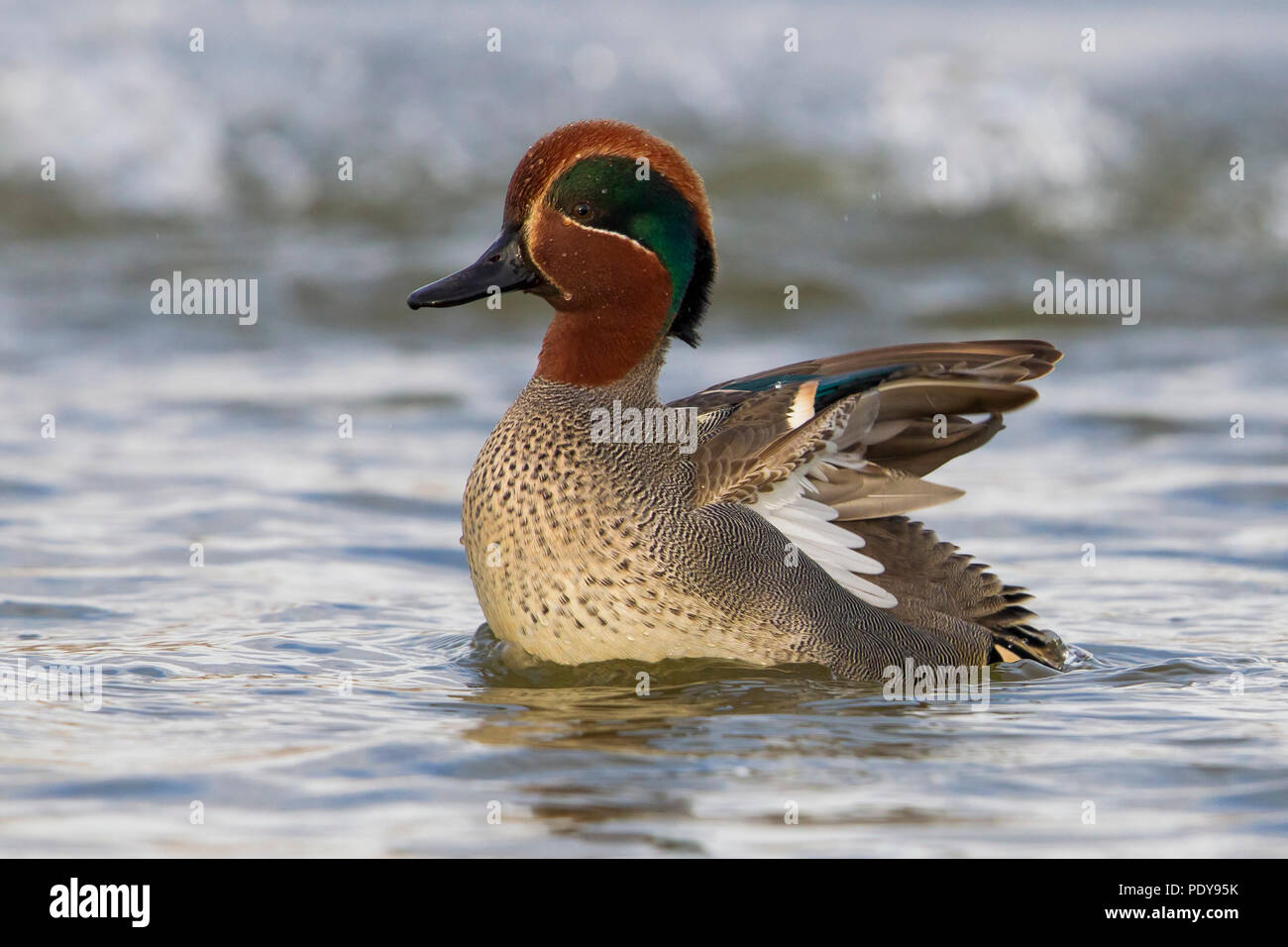 Eurasian common teal hi-res stock photography and images - Alamy