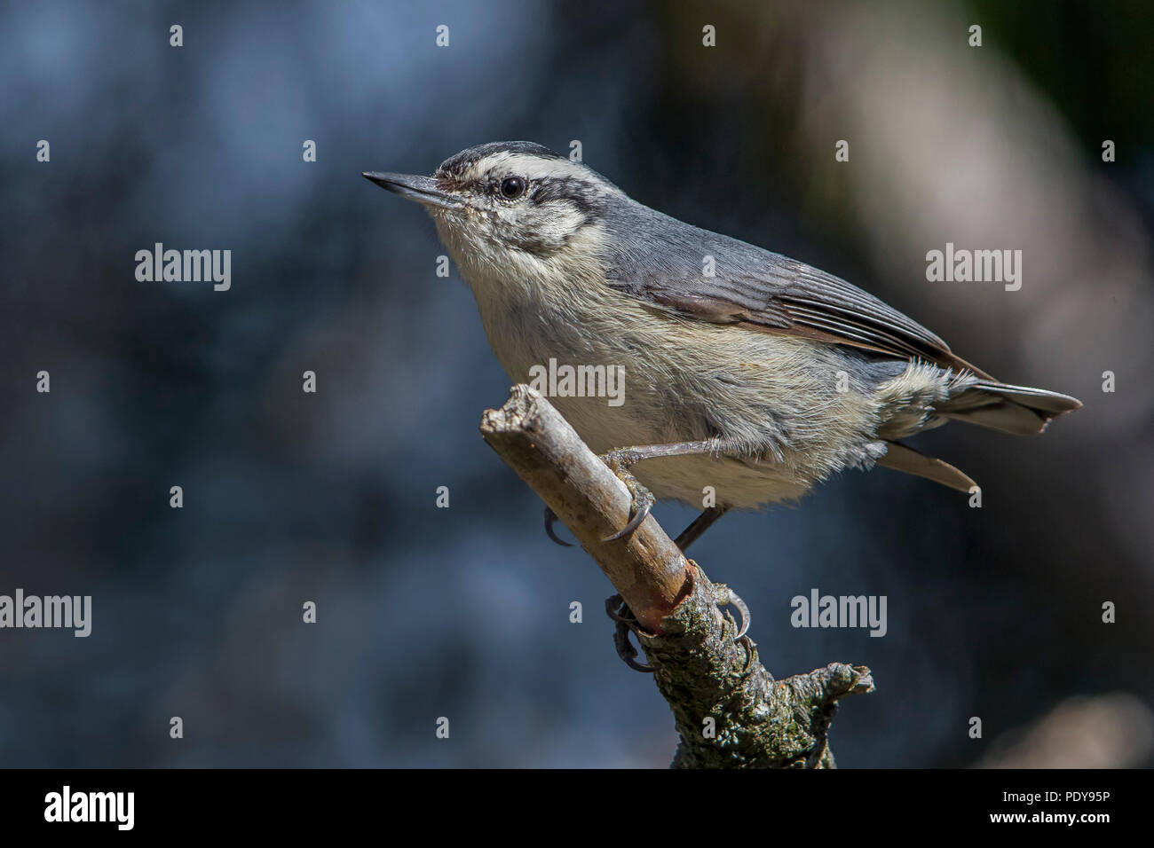 Corsican nuthatch hi-res stock photography and images - Alamy