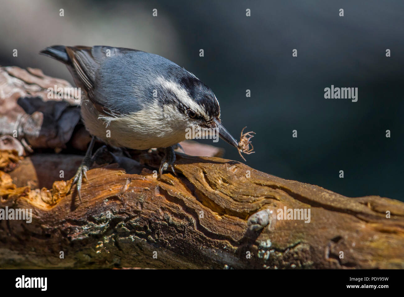 Corsican nuthatch hi-res stock photography and images - Alamy