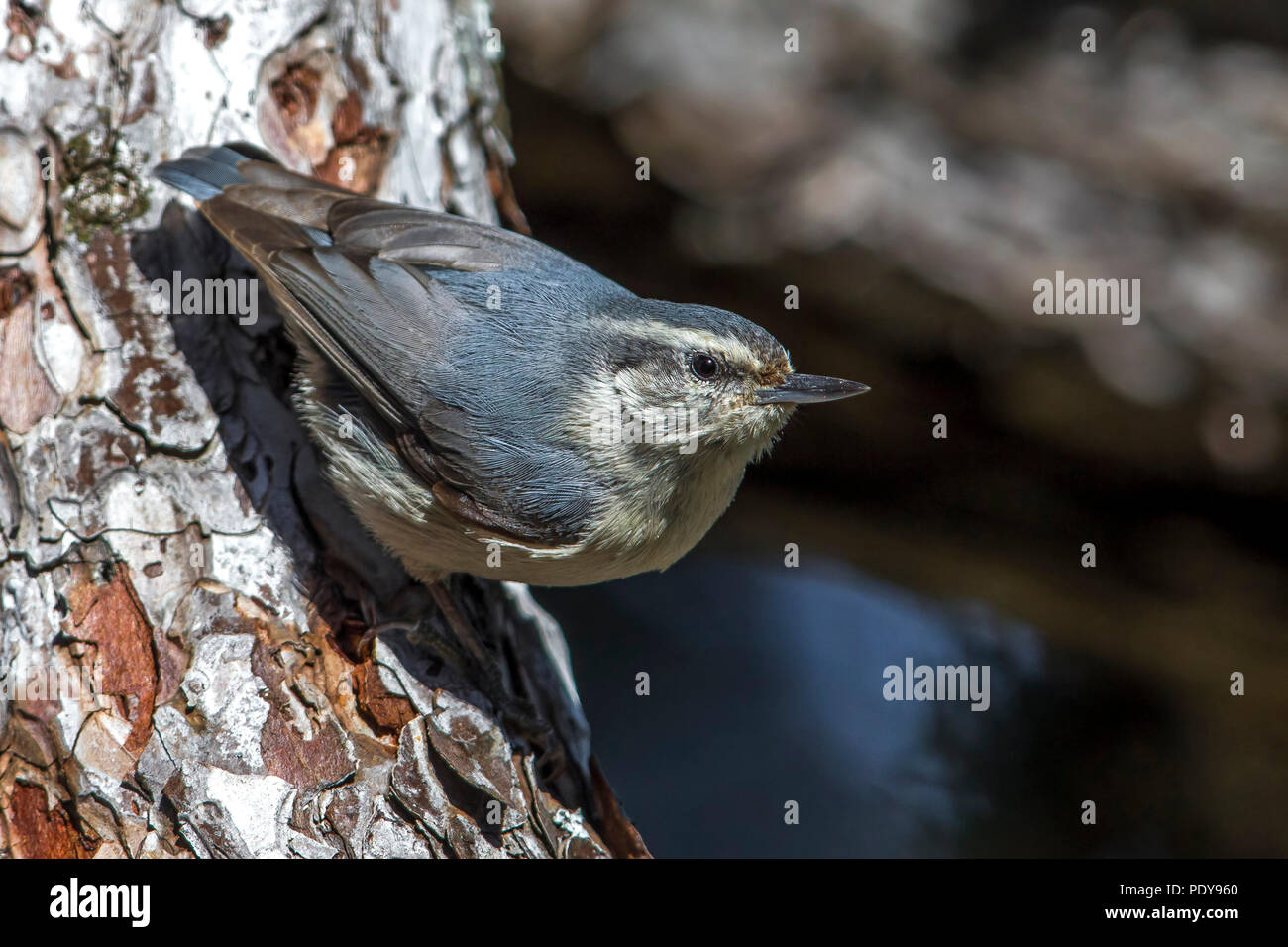 Corsican nature hi-res stock photography and images - Alamy