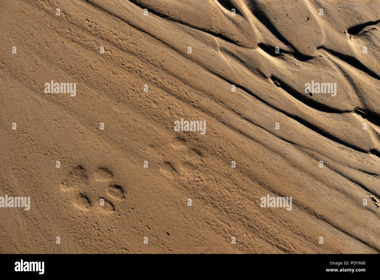Coyote tracks hi-res stock photography and images - Alamy
