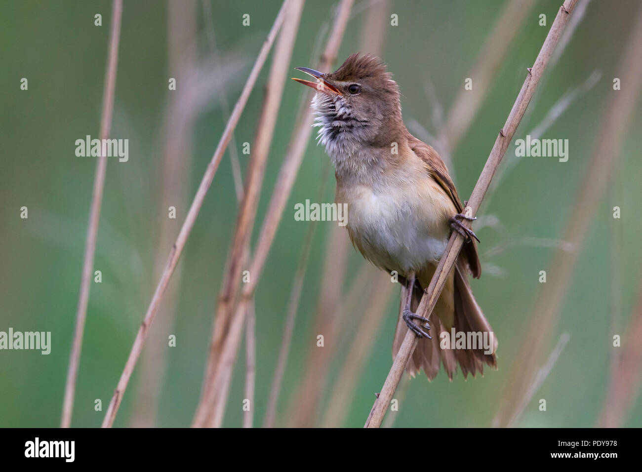 Great Reed Warbler; Acrocephalus arundinaceus Stock Photo - Alamy