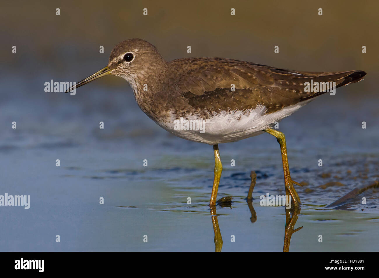 Green Sandpiper; Tringa ochropus Stock Photo - Alamy