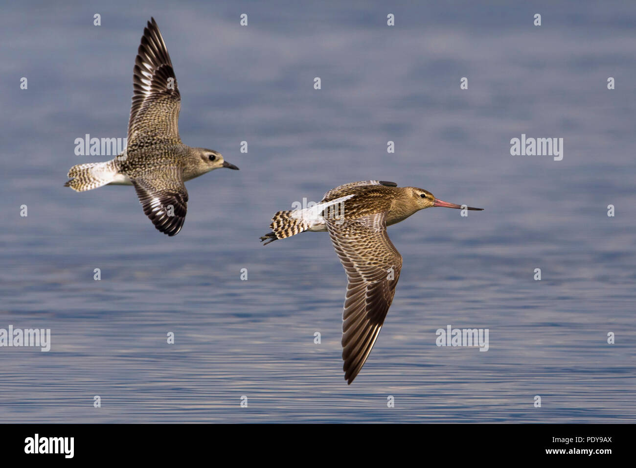 Flying Bar-tailed Godwit; Limosa lapponica Stock Photo - Alamy