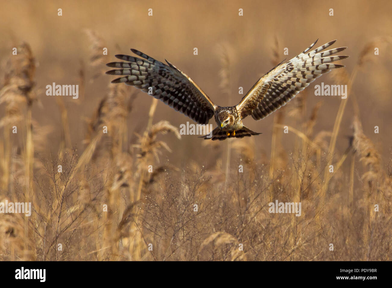 Flying hen hi-res stock photography and images - Alamy