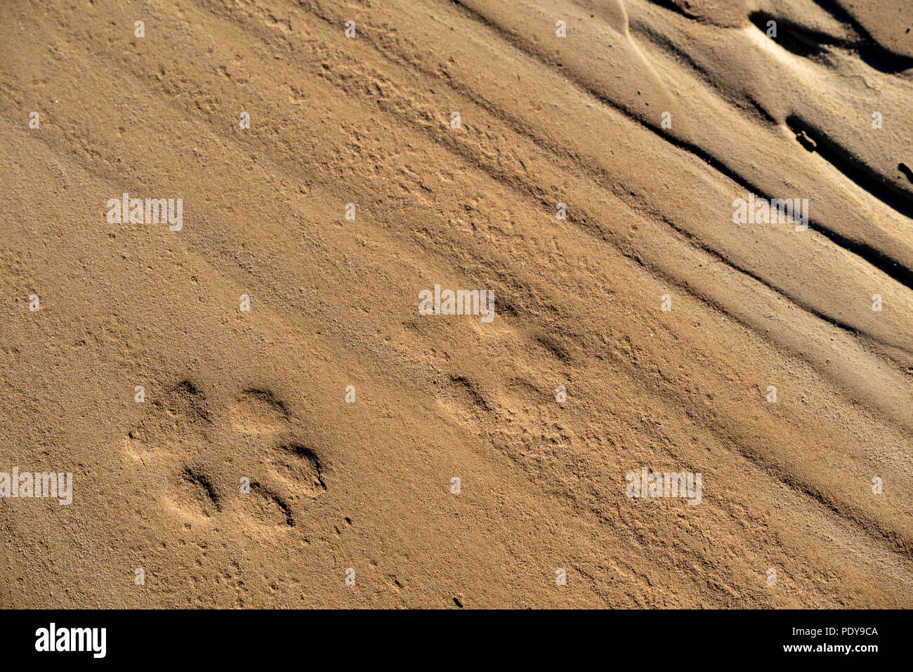Coyote Tracks In Sand